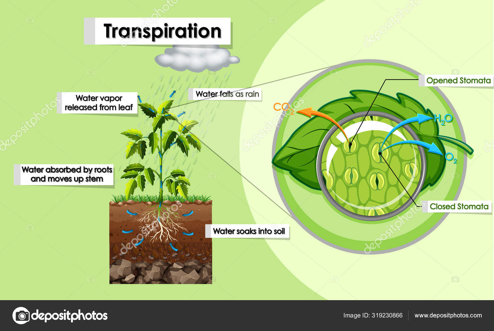 Transpiration Diagram | ppgbbe.intranet.biologia.ufrj.br