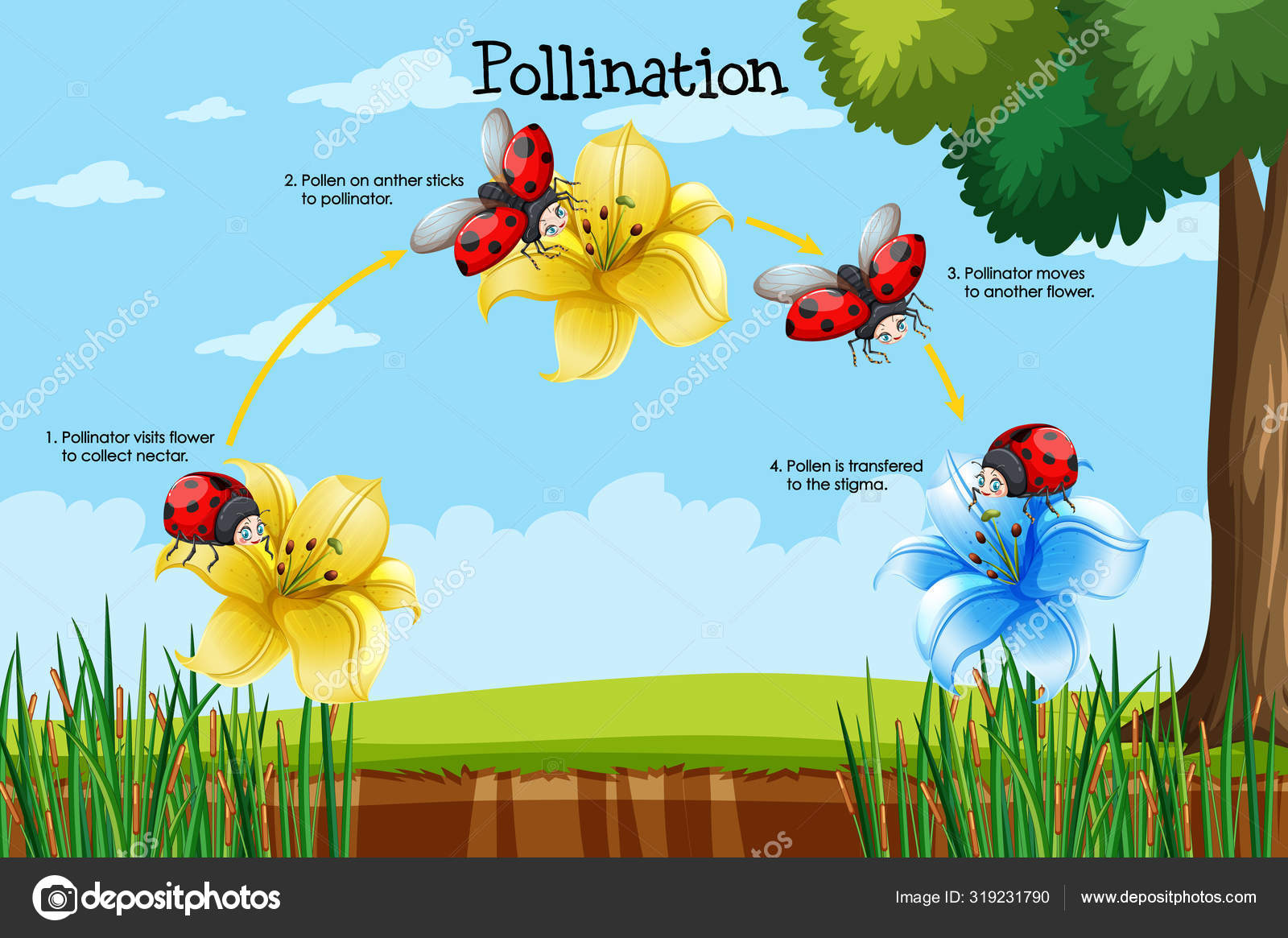Diagrama que muestra la polinización con flor e insecto Vector de stock ...