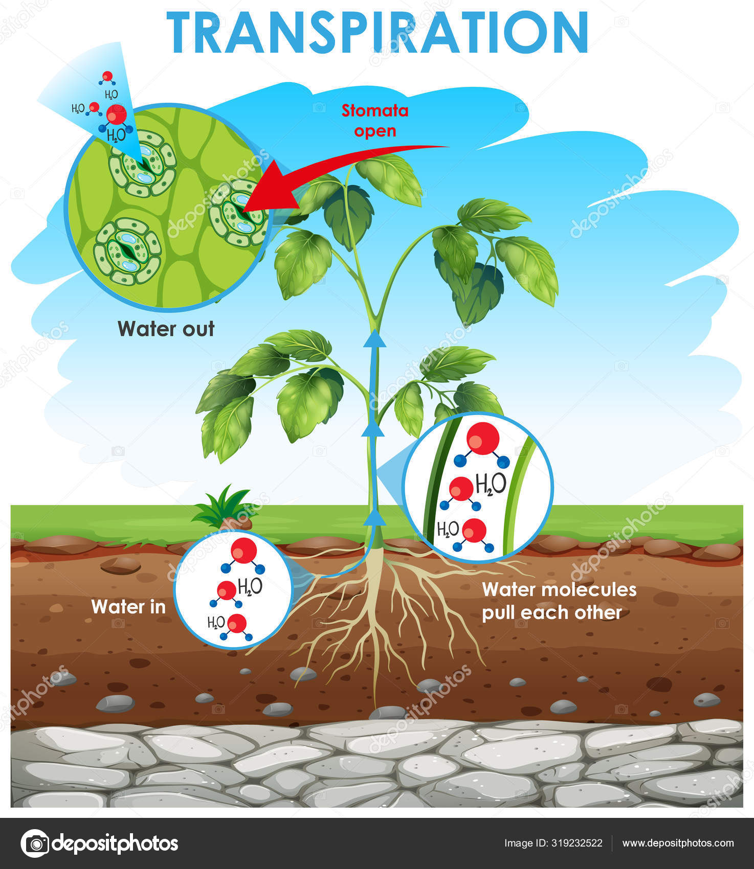 Transpiration In Plants Animation