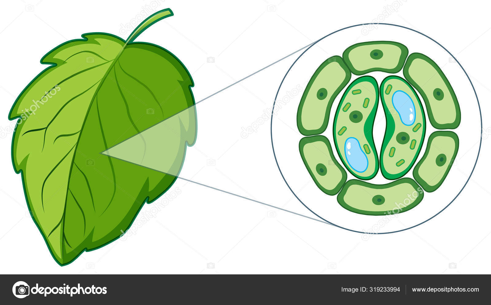 Plantecelle For Barn