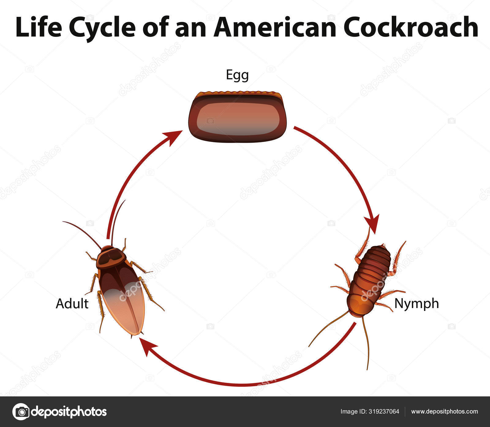 Hamamböceğinin yaşam döngüsünü gösteren diyagram ©blueringmedia ...