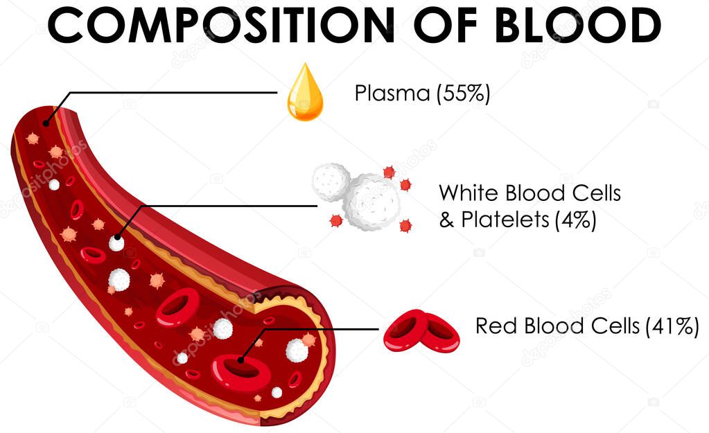 Diagrama que muestra la composición de la sangre 2024