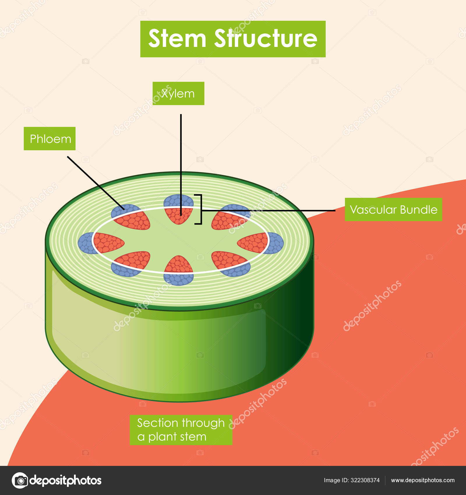 Diagram Showing Root And Stem Structure Of A Plant Stock