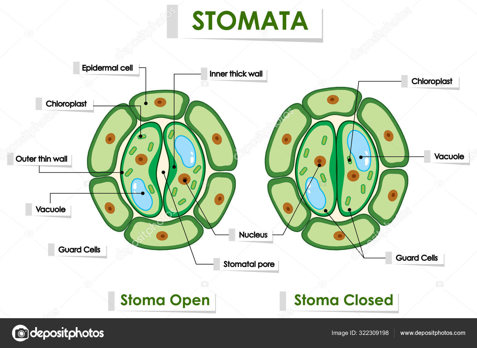 Diagram menampilkan stomata pada latar belakang putih Vektor Stok oleh ...
