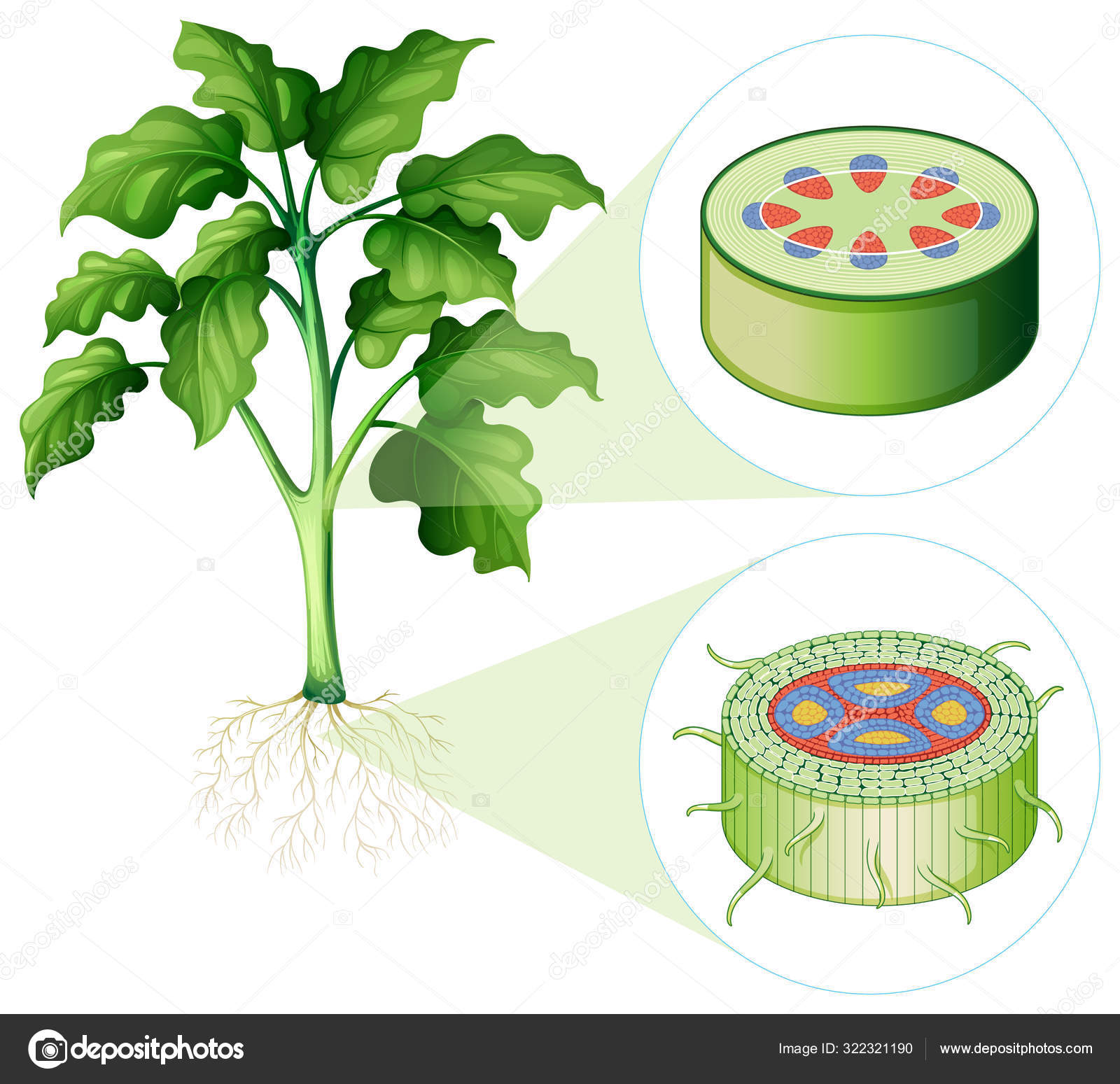 Diagrama mostrando a célula tronco e raiz Vetor de stock de ...