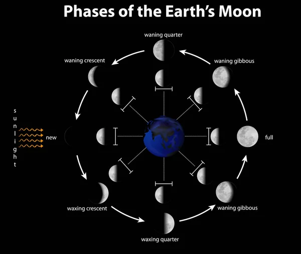 Phases of the Moon — Stock Vector © blueringmedia #17818571