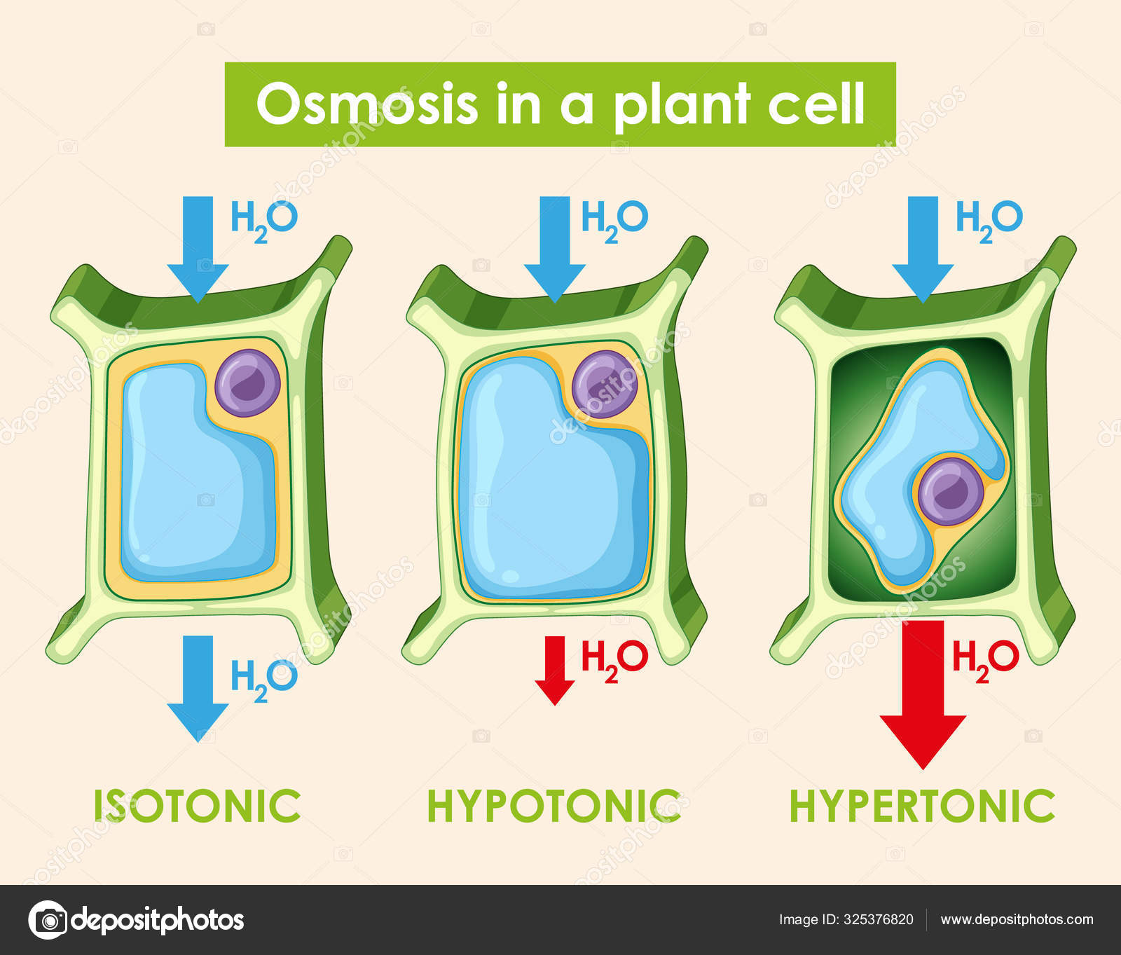 Diagram showing osmosis in plant cell Stock Vector by ©blueringmedia ... Diagram showing osmosis in plant cell Stock Vector by ©blueringmedia ...