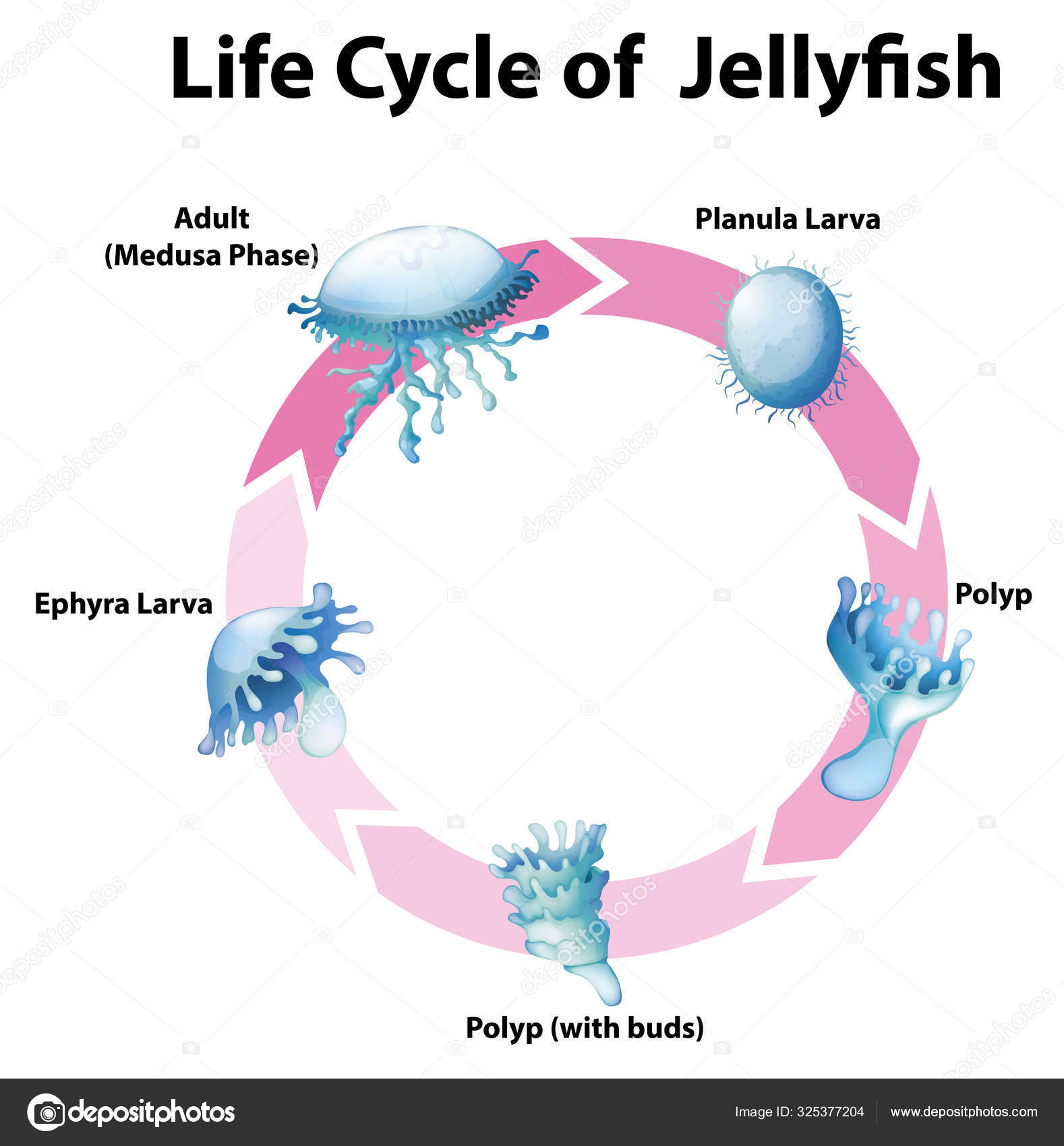 Image vectorielle Diagramme montrant le cycle de vie des méduses par ...