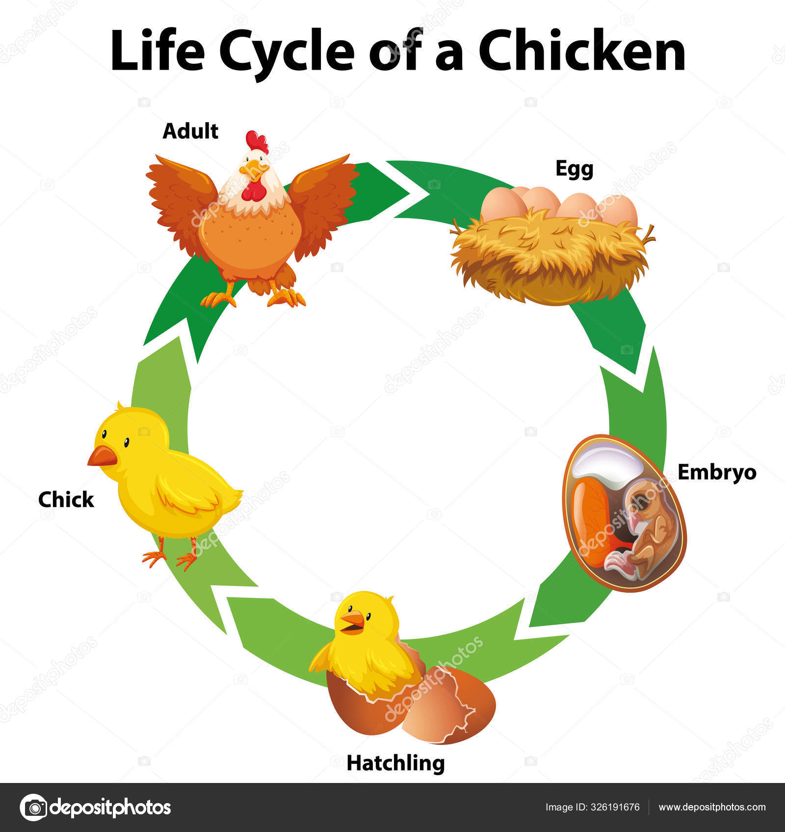 Diagrama que muestra el ciclo de vida del pollo Vector de stock ...