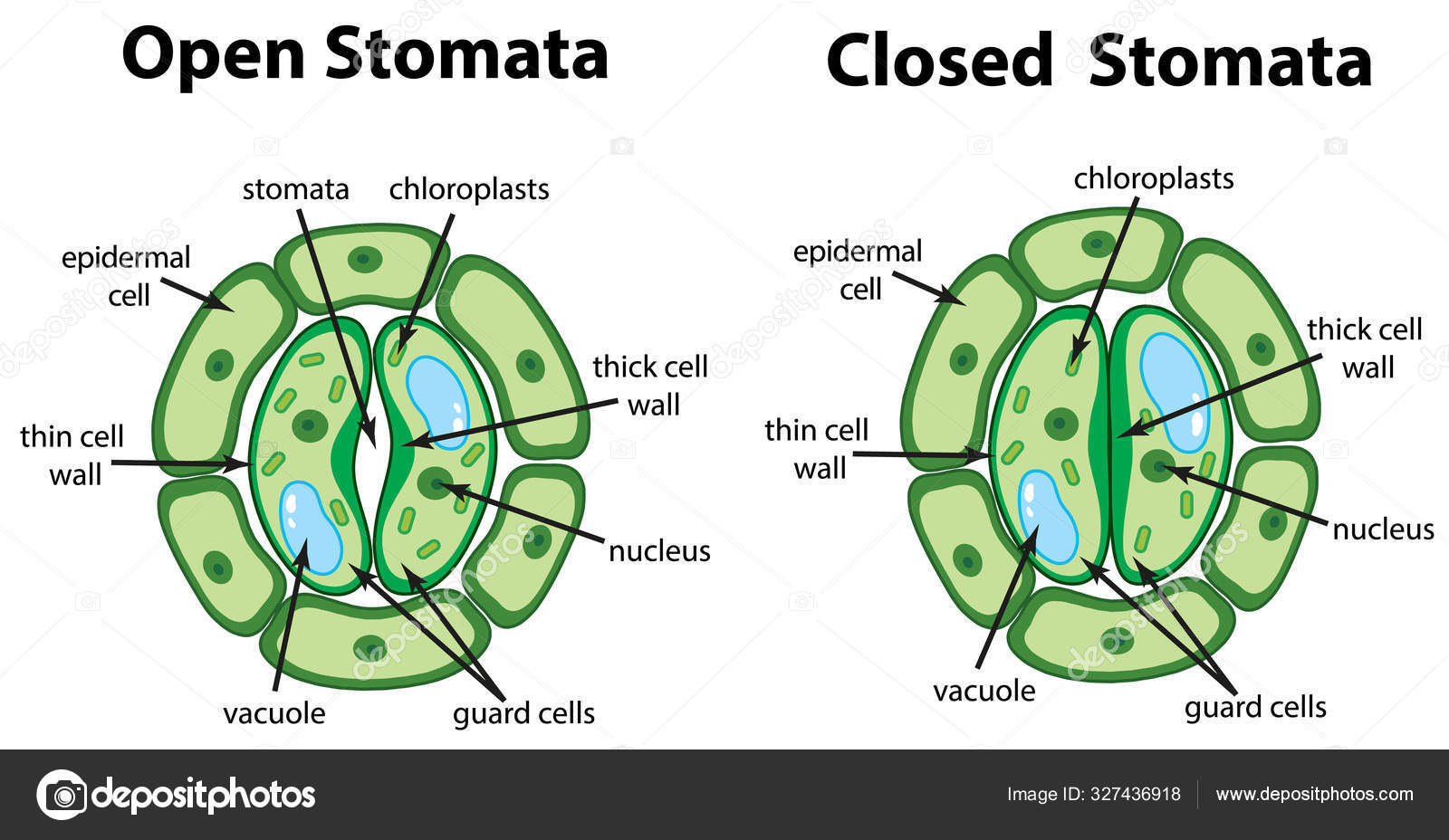 Open And Closed Stomata Diagram