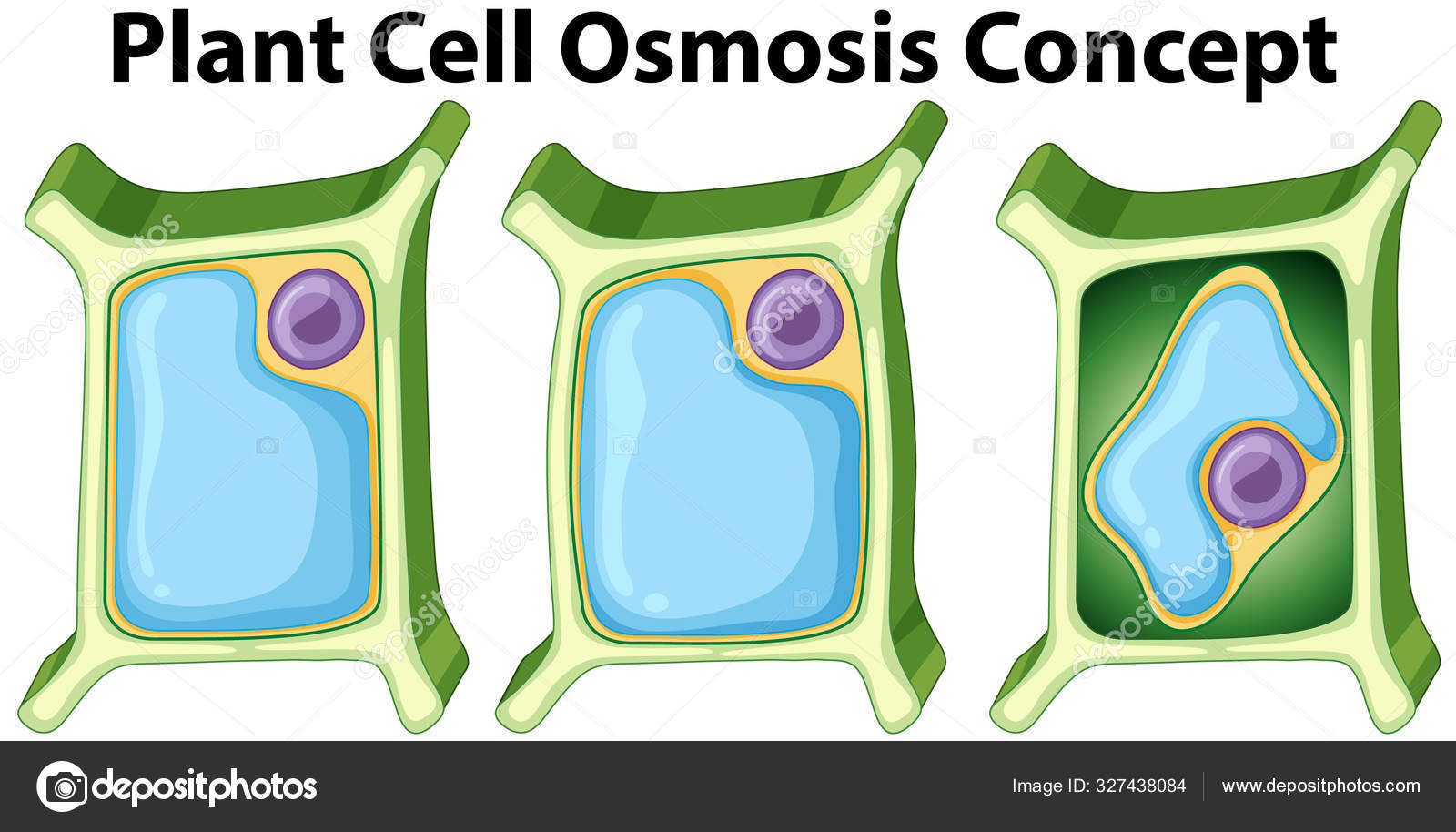 Diagram showing plant cell osmosis concept Stock Vector by ...