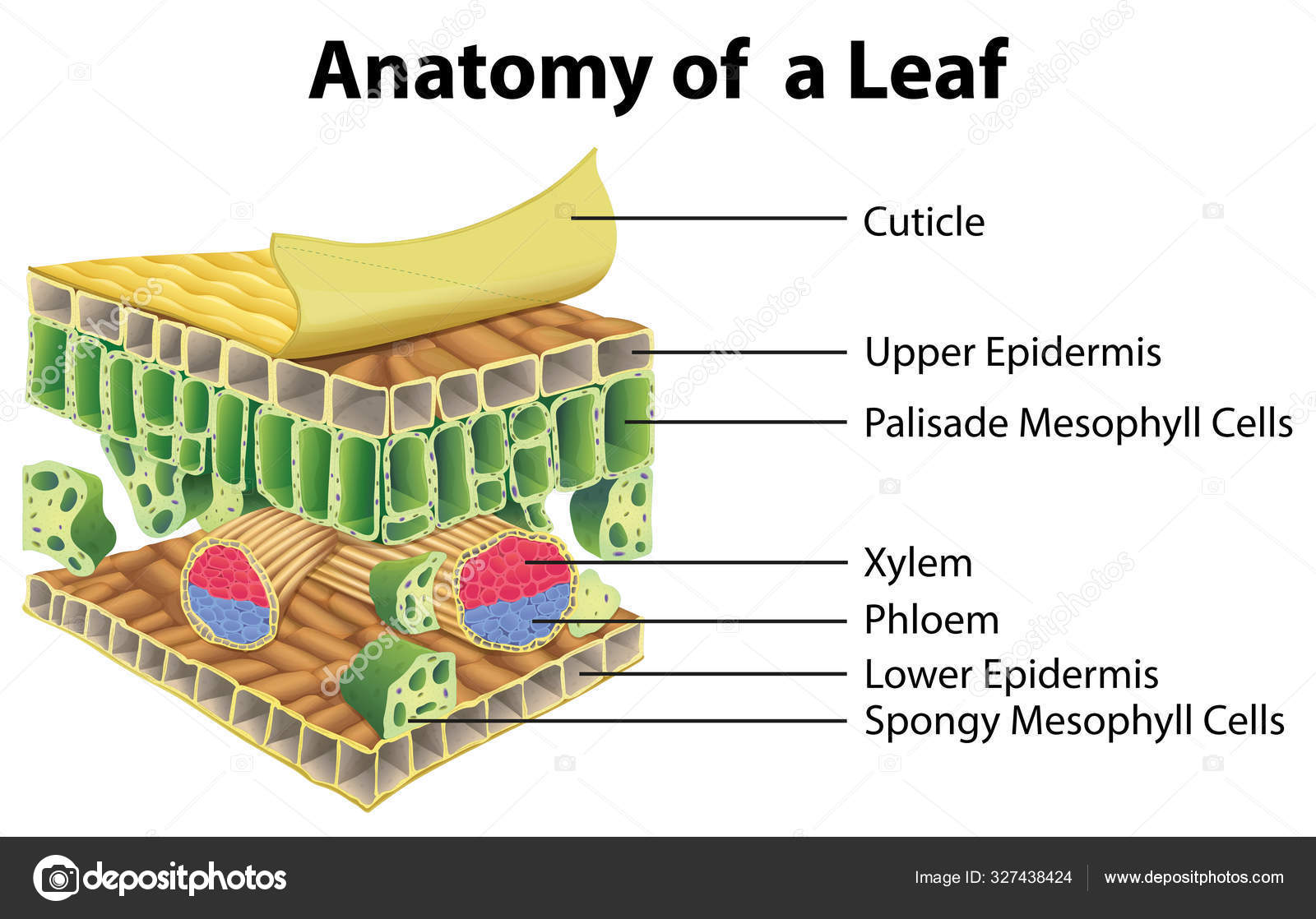 Leaf Structure Diagram