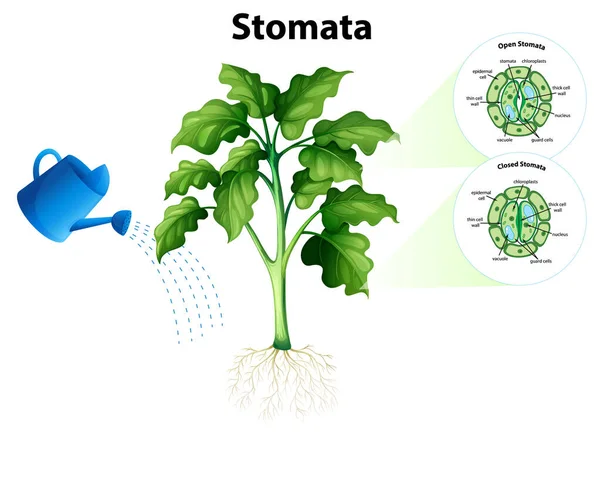 Diagram Showing Root Cell Plant Isolated White Background Illustration ...