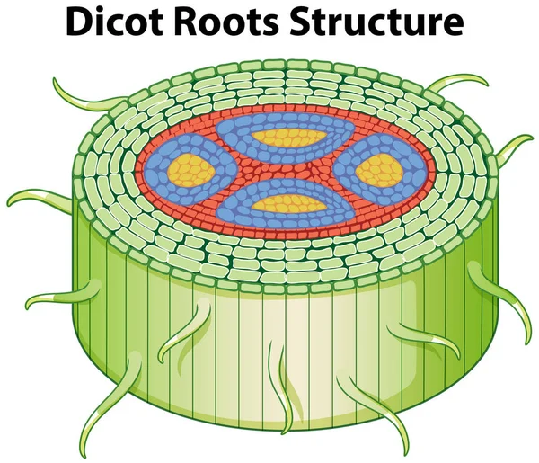 Diagram showing internal root structure Stock Vector by ©blueringmedia ...
