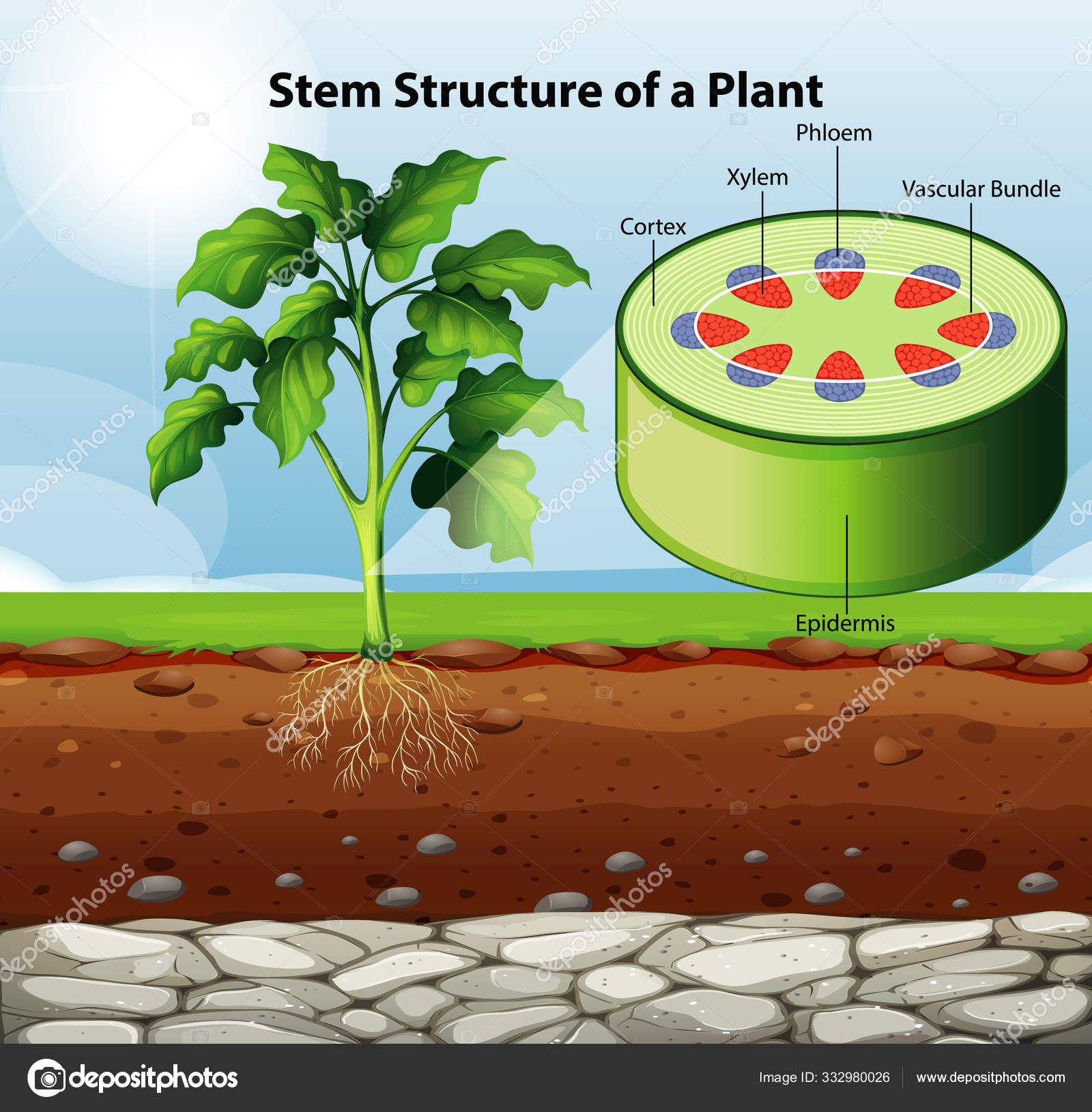 Diagramme montrant la structure de la tige d'une plante Vecteur par ...