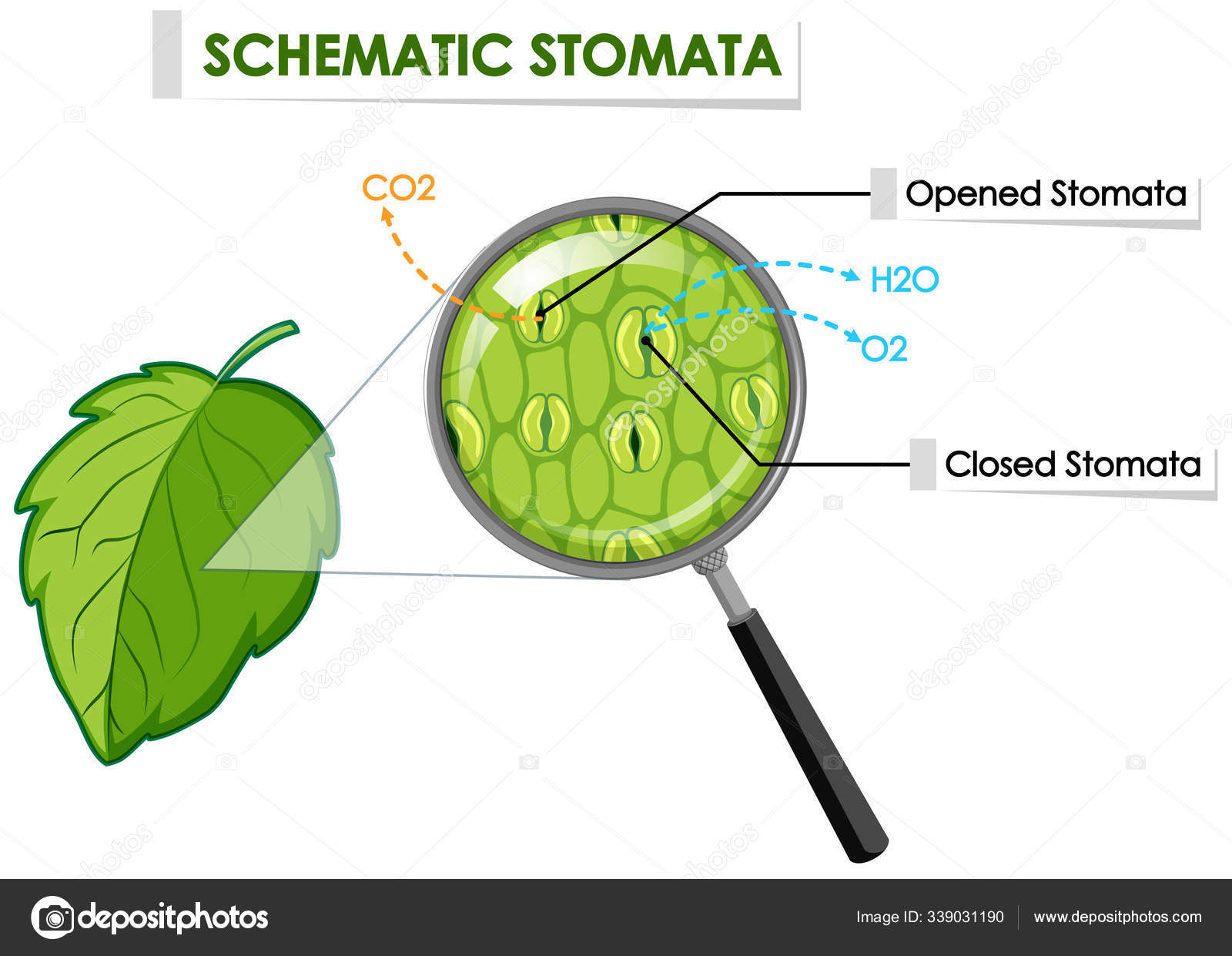 Diagrama De Estomas De Plantas