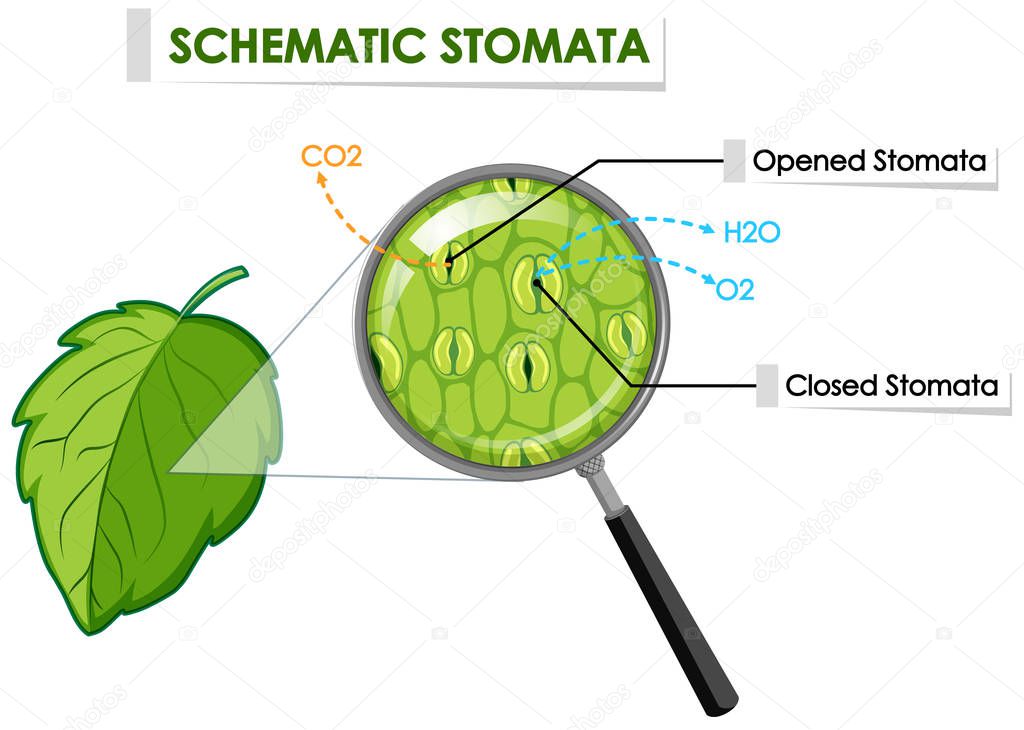 Diagrama que muestra estomas esquemáticos en la hoja 2023