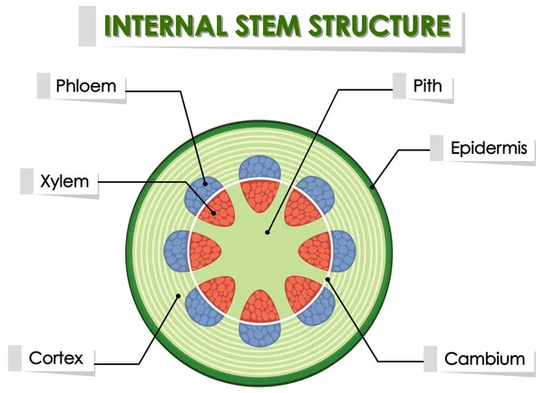 Diagram showing internal root structure Stock Vector by ©blueringmedia ...