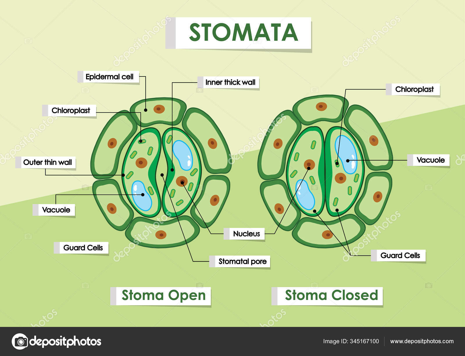 Understanding Of Guard Cell Signaling Plant Stomata