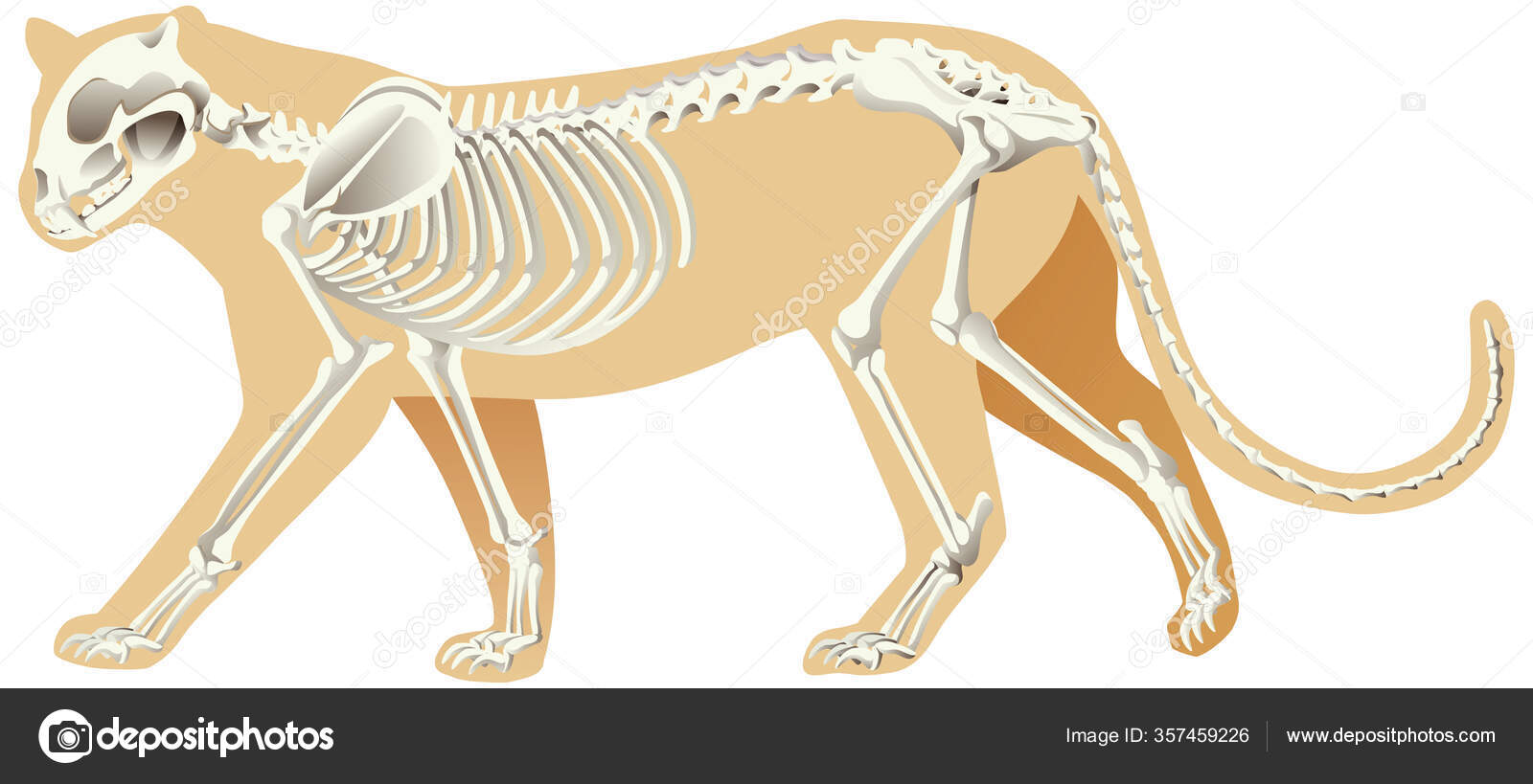 Skeleton Leopard White Background Illustration Stock Vector by ...