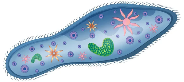 Paramecium Stock Photos, Royalty Free Paramecium Images | Depositphotos