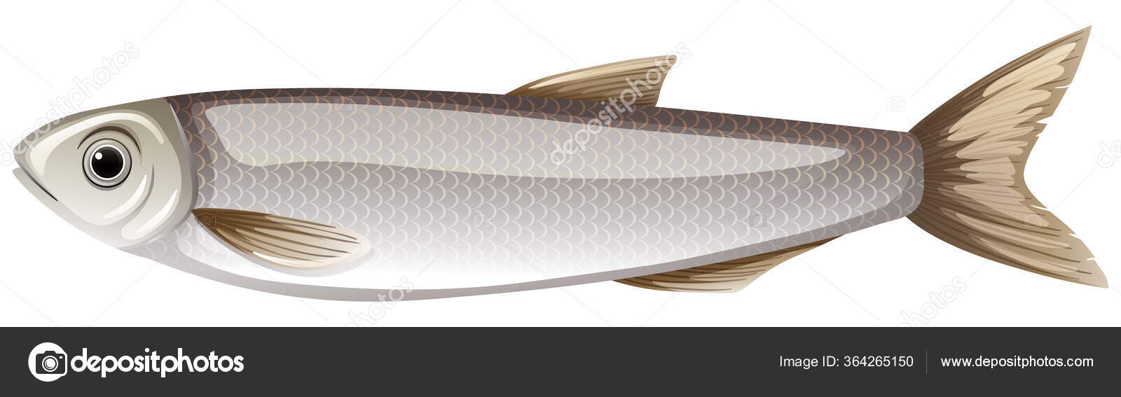 One Gray Fish White Background Illustration Stock Vector Image by ...