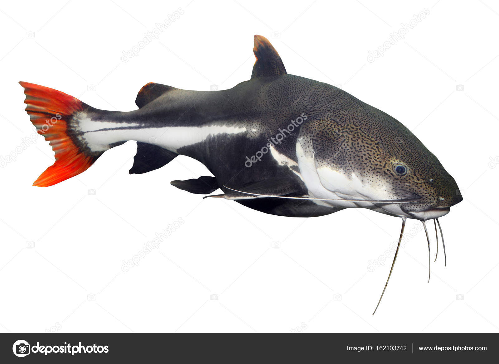 Red Tail Catfish