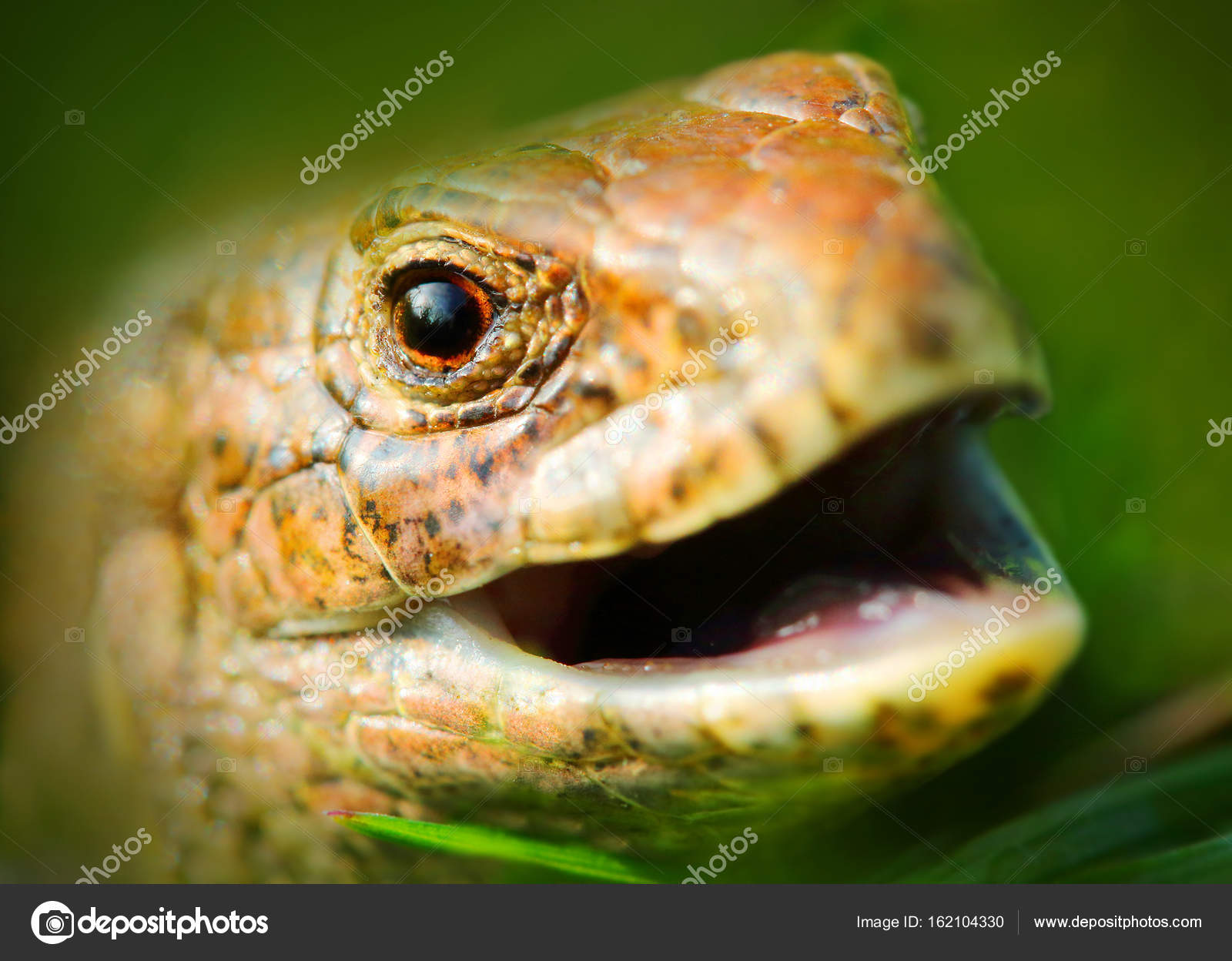 Laughing Lizard