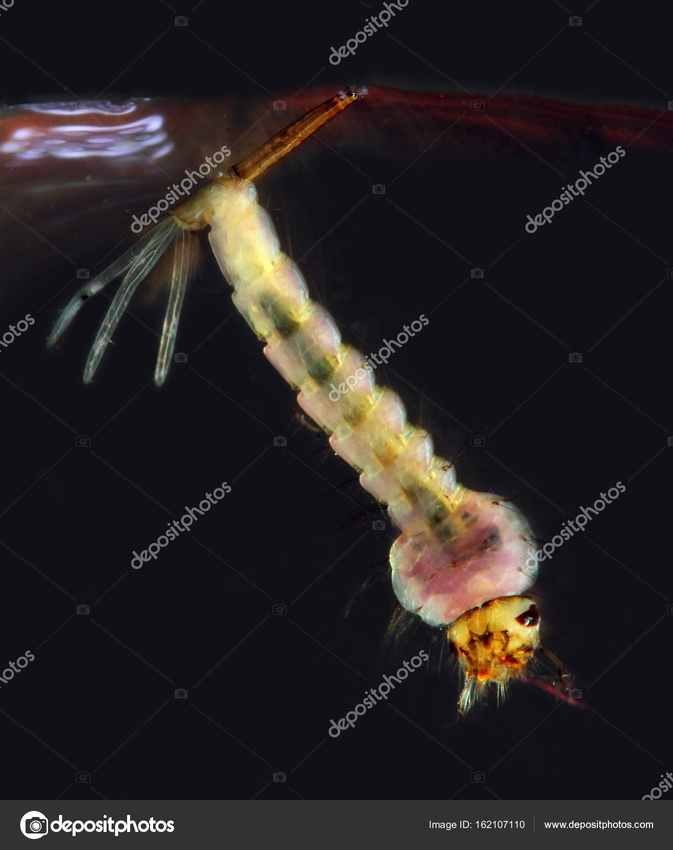 Anopheles Under Microscope