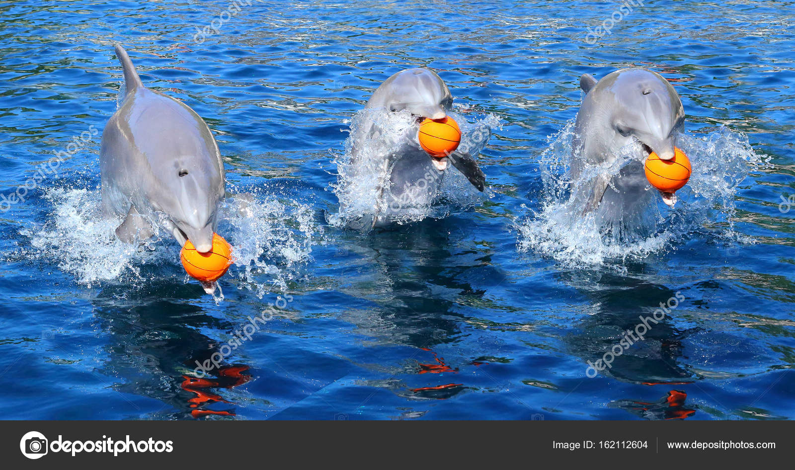 Dolphins Playing With A Ball