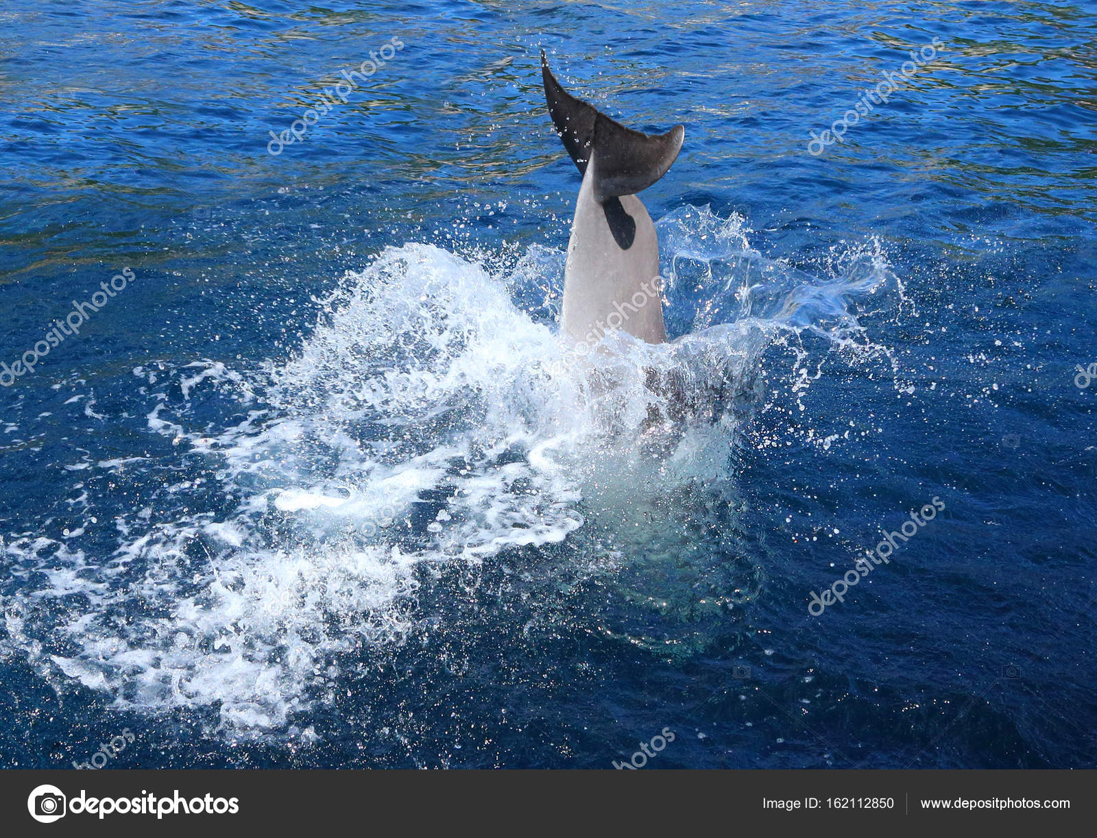 Cola Delfín Agua Salpicada Fondo Vida Marina: fotografía de stock ...