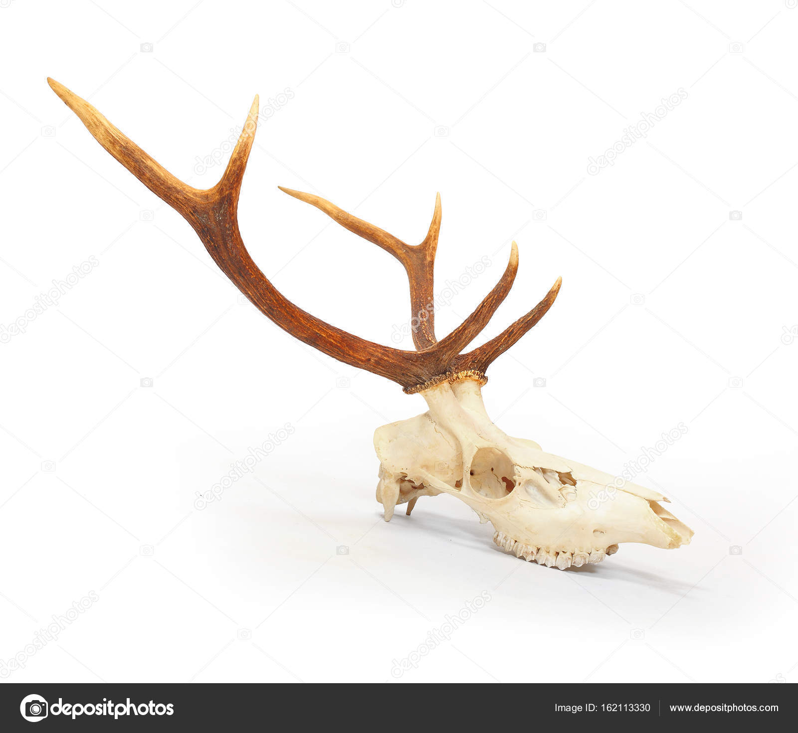 Red Deer Cervus Elaphus Skull Antlers White Background Hunting Trophy ⬇ ...