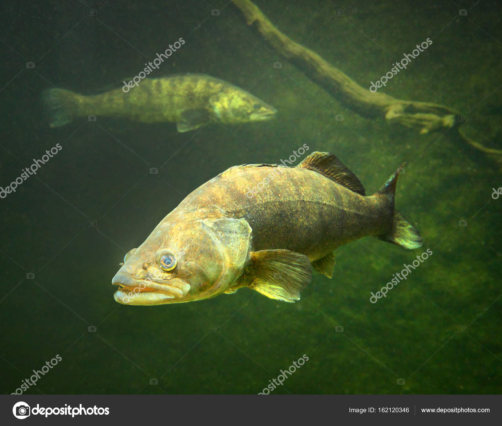 The Zander or Pike-perch underwater. — Stock Photo © vladvitek #162120346