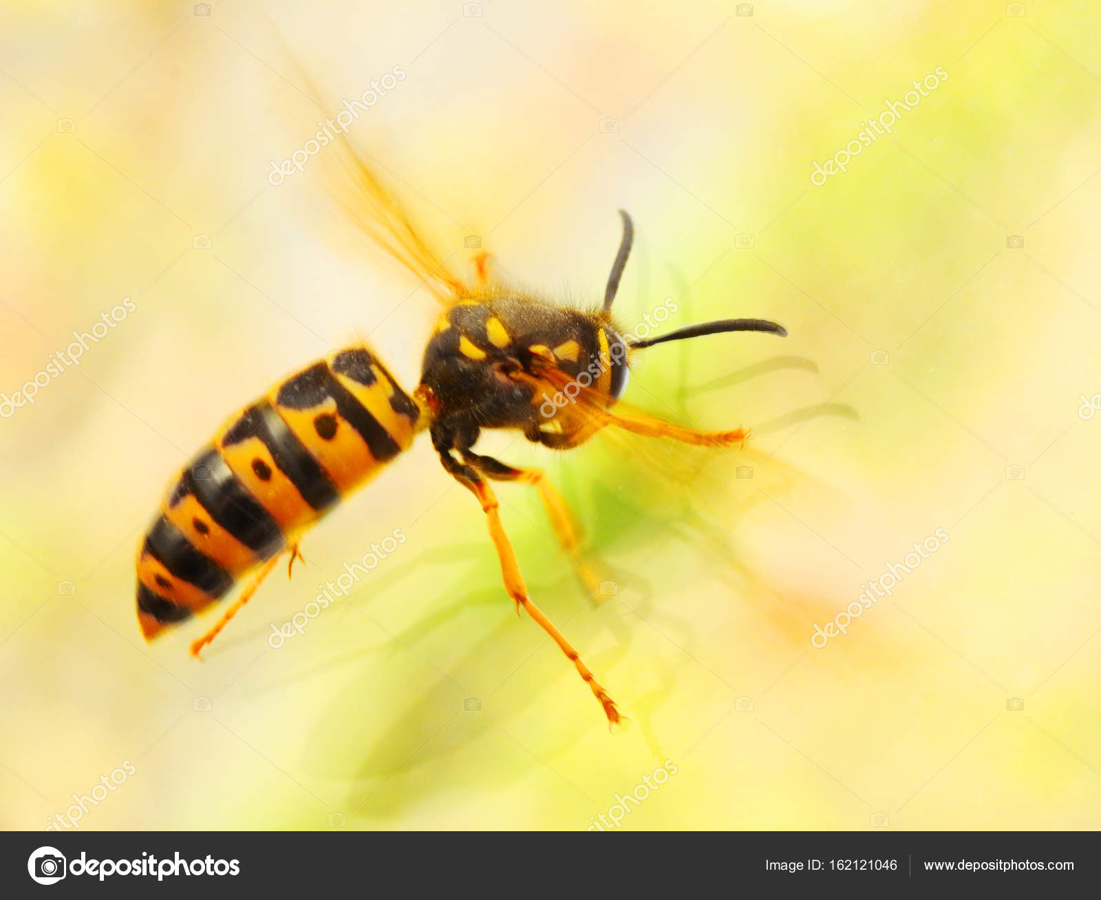 The Wasp - Vespula Germanica Stock Photo by ©vladvitek 162121046