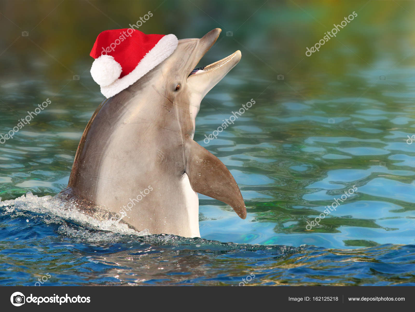 Funny Dolphin