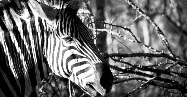 High Contrast Animal Photography