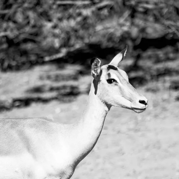 Black white springbok Stock Photos, Royalty Free Black white springbok ...