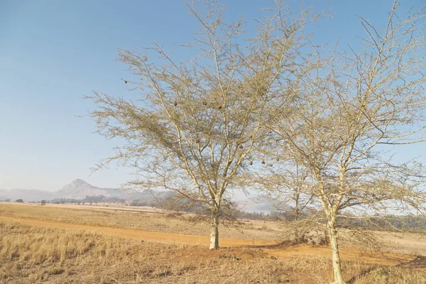 In swaziland wildlife nature reserve — Stock Photo © lkpro #151644352
