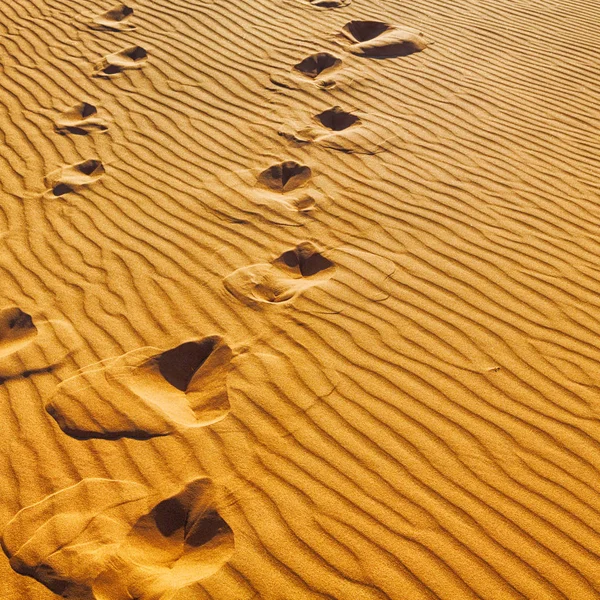 Desert footsteps Stock Photos, Royalty Free Desert footsteps Images ...
