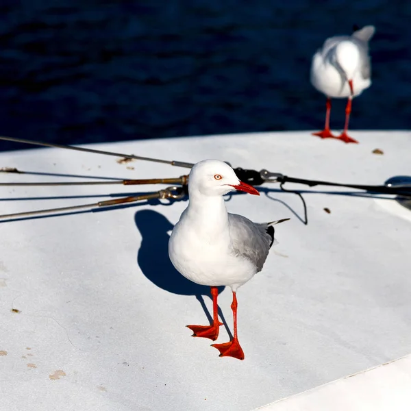 Catamaran deck lots of free seagull near the sea — Stock Photo © lkpro ...