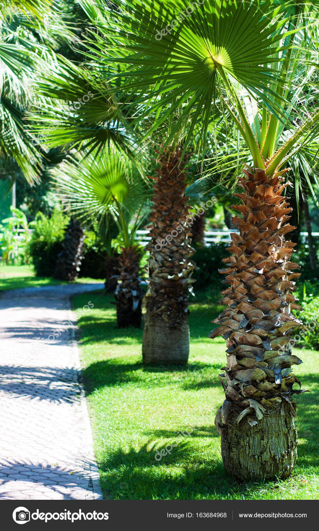 Tropical palm trees ⬇ Stock Photo, Image by © ls992007 #163684968
