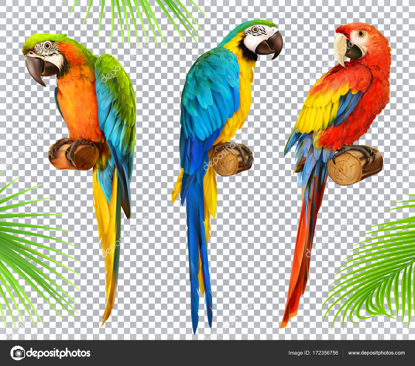 Ara parrot. Macaw. Photo realistic 3d vector icon set Stock Vector by ...