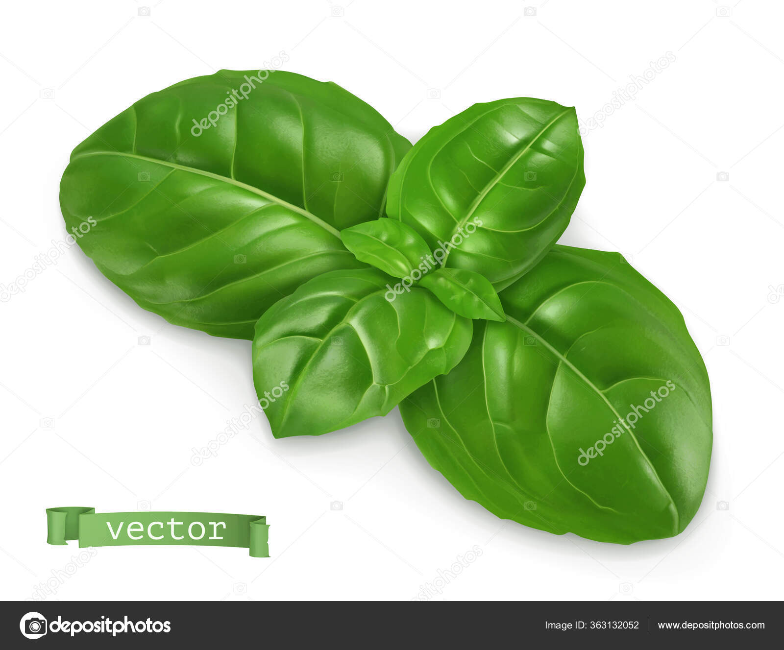 Ocimum Cooking Basil Realistic Food Illustration Vector Object Stock ...