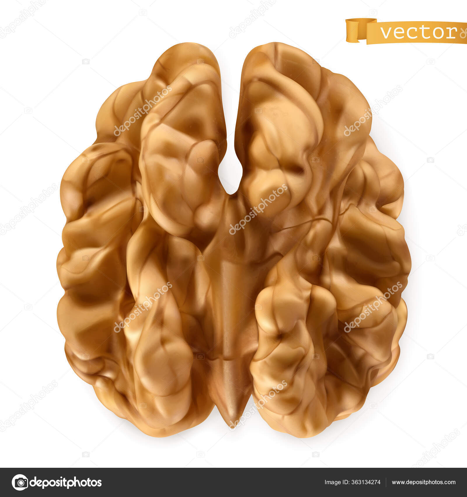Walnut Kernel Realistic Vector Stock Vector by ©natis76 363134274