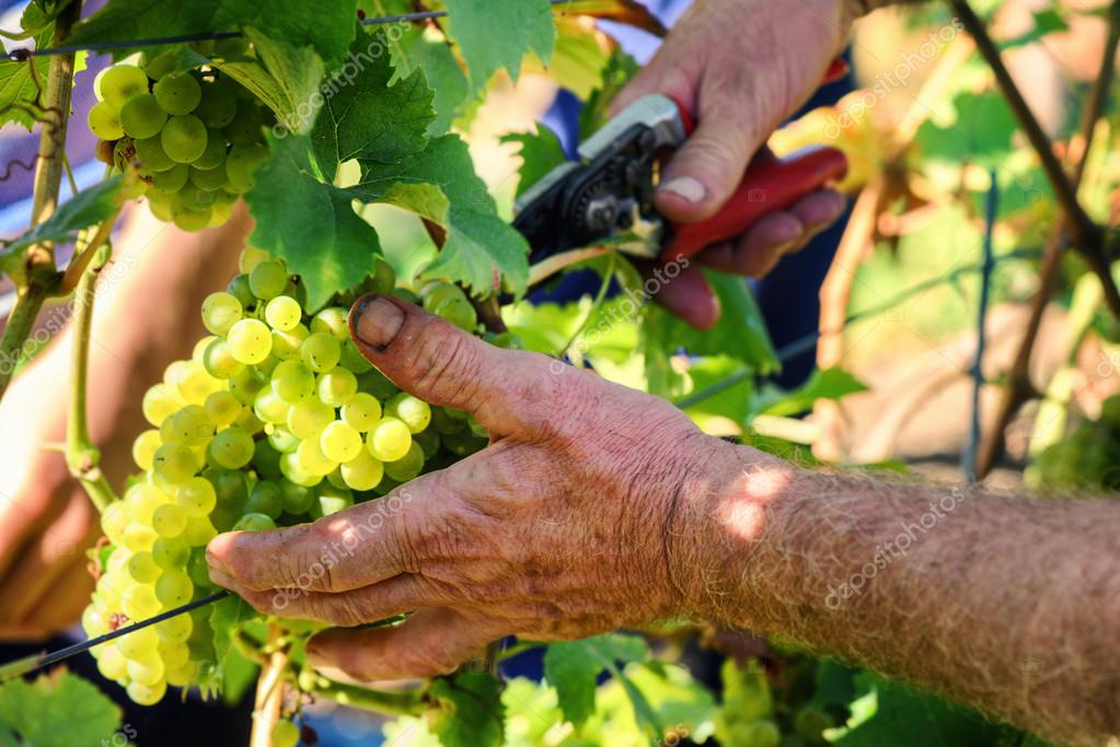 Hands cutting grape branch — Stock Photo © paulgrecaud #125612170
