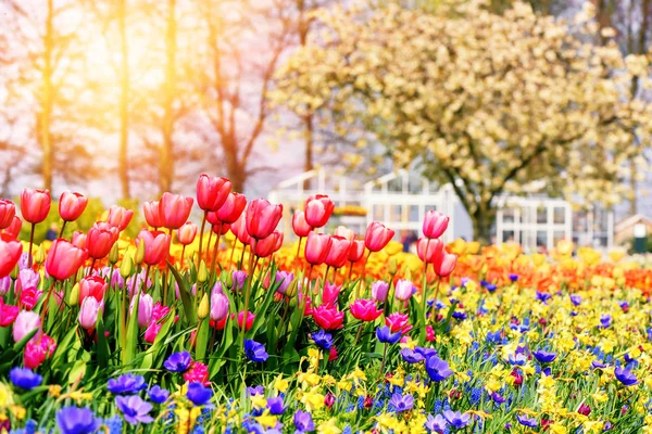 Beautiful landscape flowers Stock Photos, Royalty Free Beautiful ...