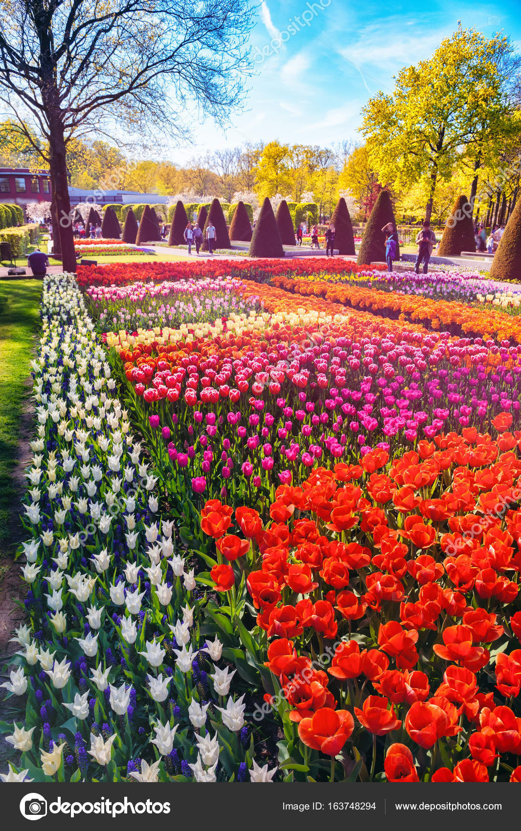 Spring landscape with multicolor tulips — Stock Photo © paulgrecaud ...