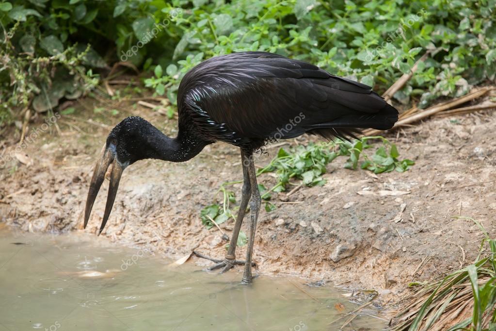 African openbill (Anastomus lamelligerus). Stock Photo by ©wrangel ...