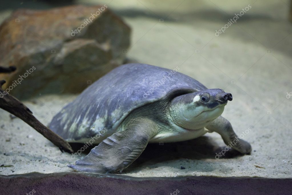 Pig-nosed turtle (Carettochelys insculpta) — Stock Photo © wrangel ...