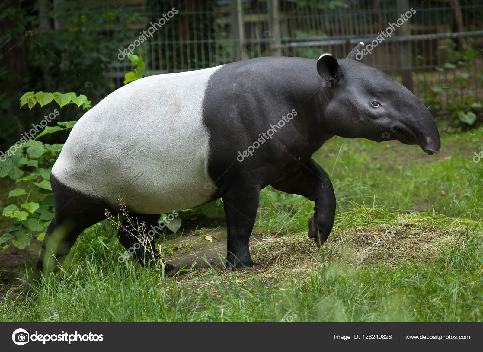 Pygmy Tapir